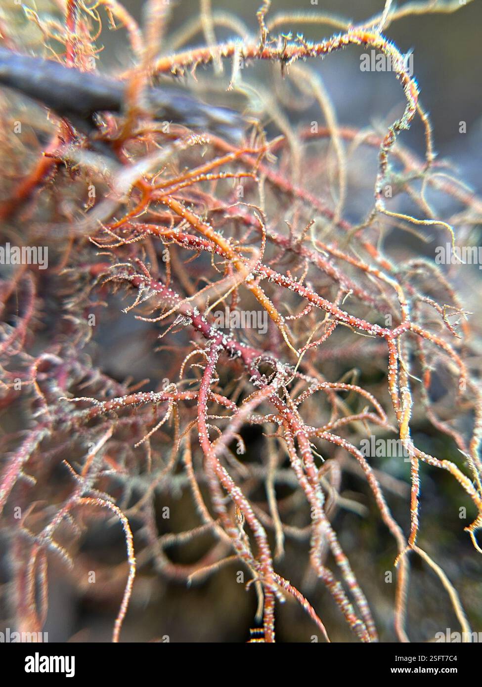 Red Beard Lichen (Usnea rubicunda), Fungi, Montaña de Oro State Park ...