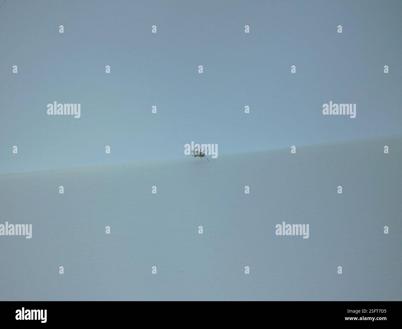 False chinch bugs (Nysius), Insecta, Hobart TAS, Australia Stock Photo ...