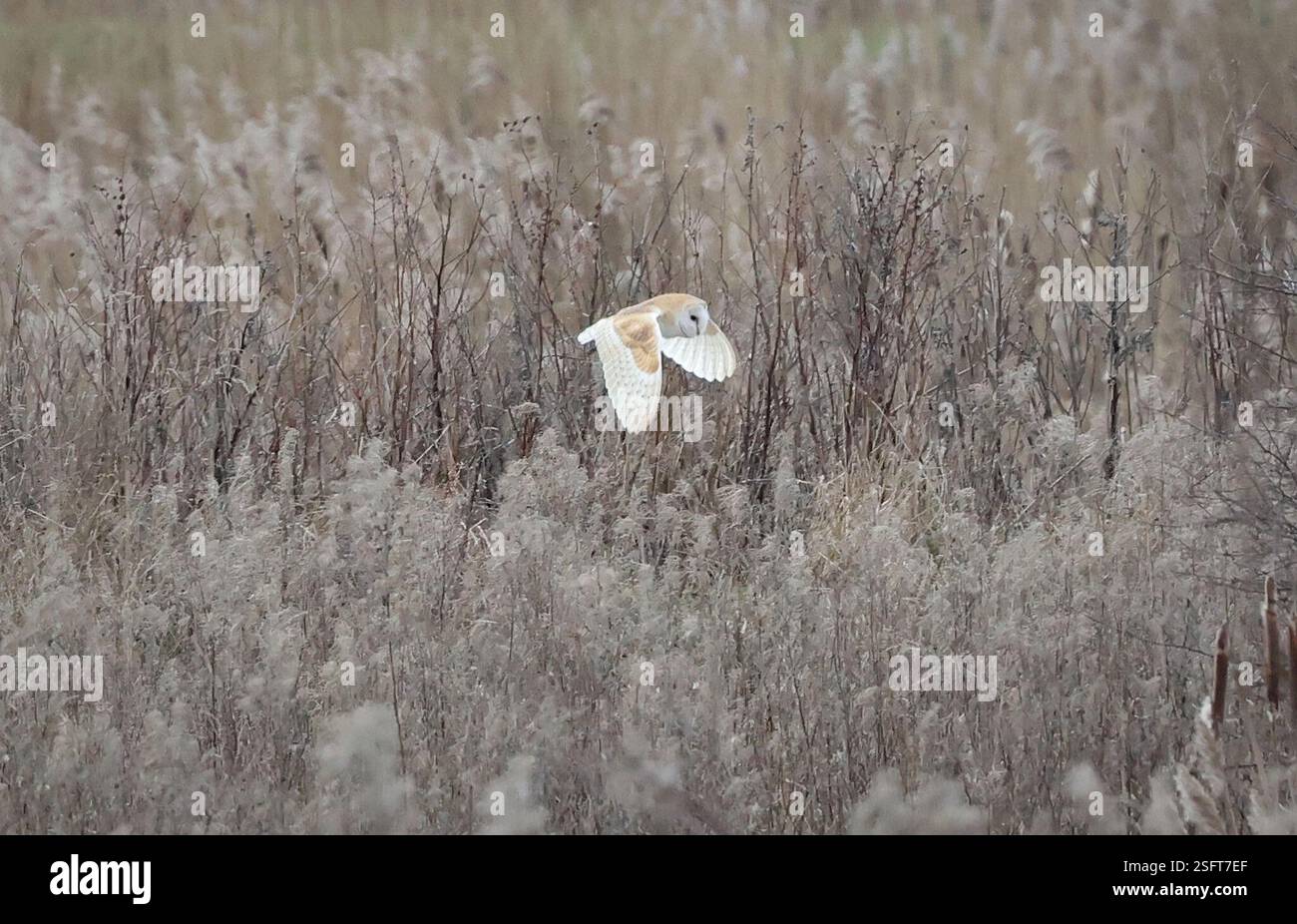 Western Barn Owl (Tyto alba), Aves, Lunt Meadows, Lunt Road, Lunt ...