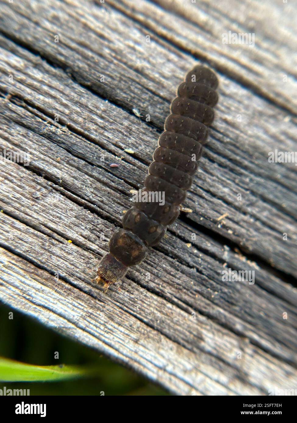 Soldier Beetles (Cantharidae), Insecta, Camp San Luis Obispo, San Luis ...