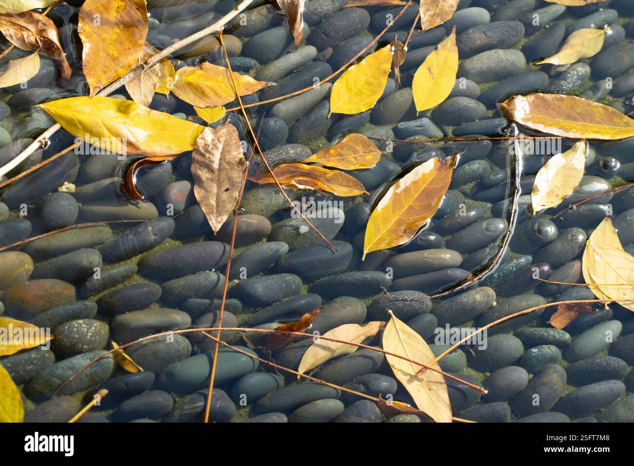Autumn leaves on water-covered stones Stanford University Stock Photo ...