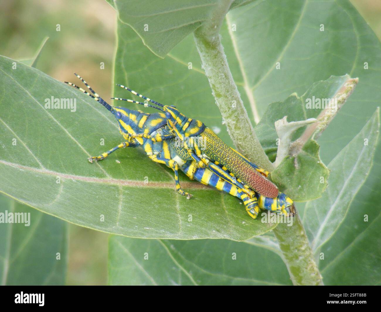 Painted Grasshopper (Poekilocerus pictus), Insecta, Хаертабад ...