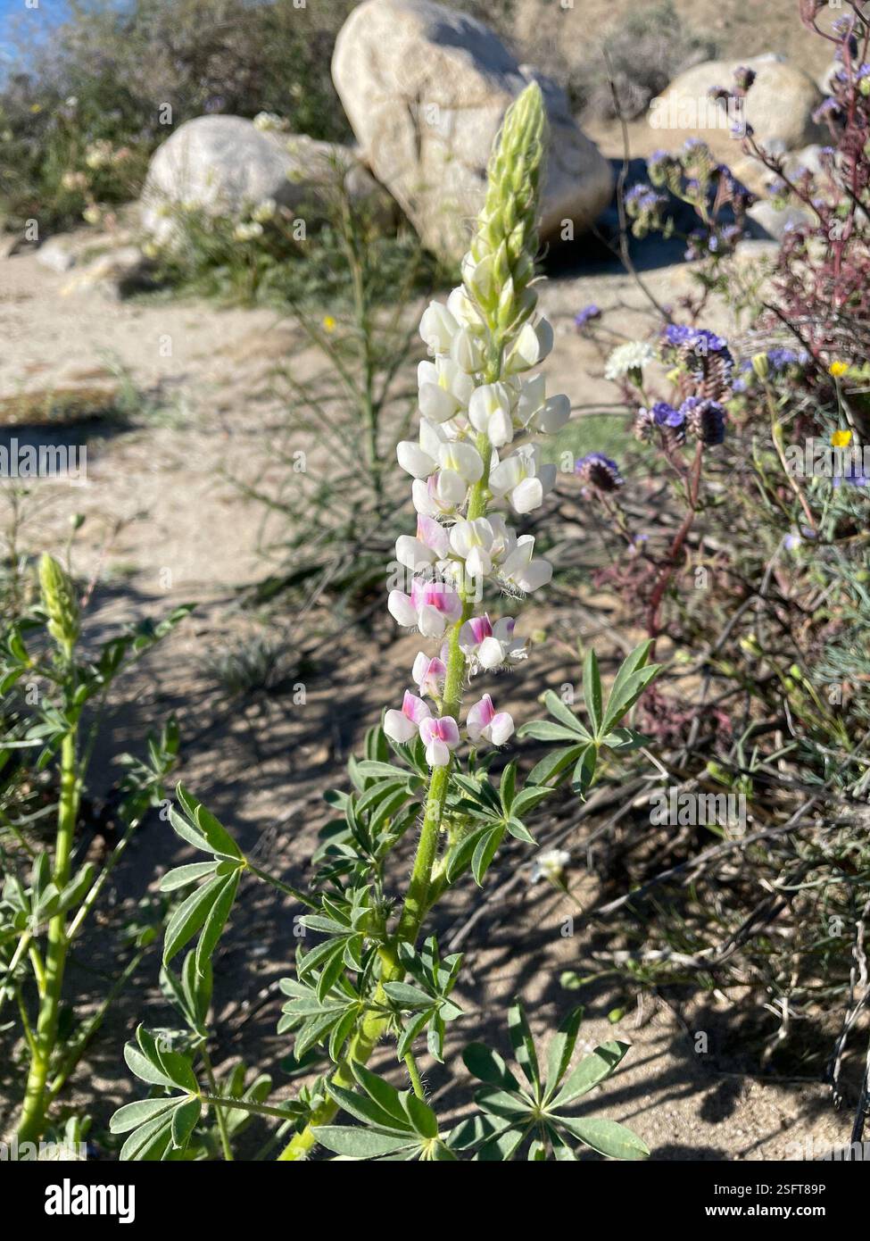 Arizona lupine (Lupinus arizonicus), Plantae, Anza-Borrego Desert State ...