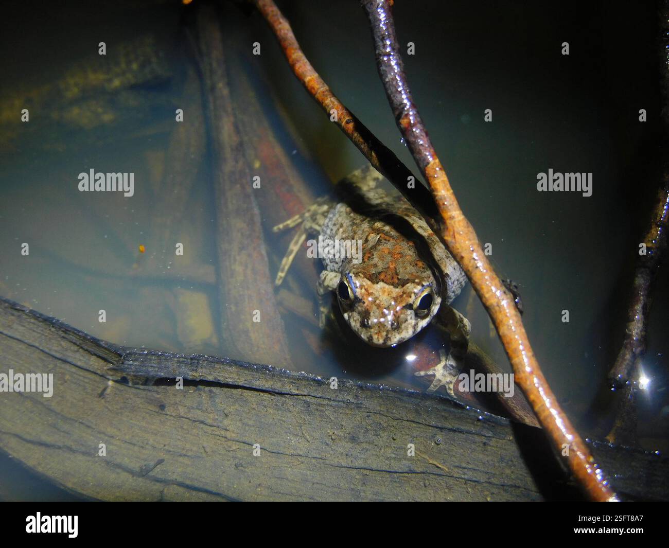 Common Eastern Froglet (Crinia signifera), Amphibia, Hobart TAS ...