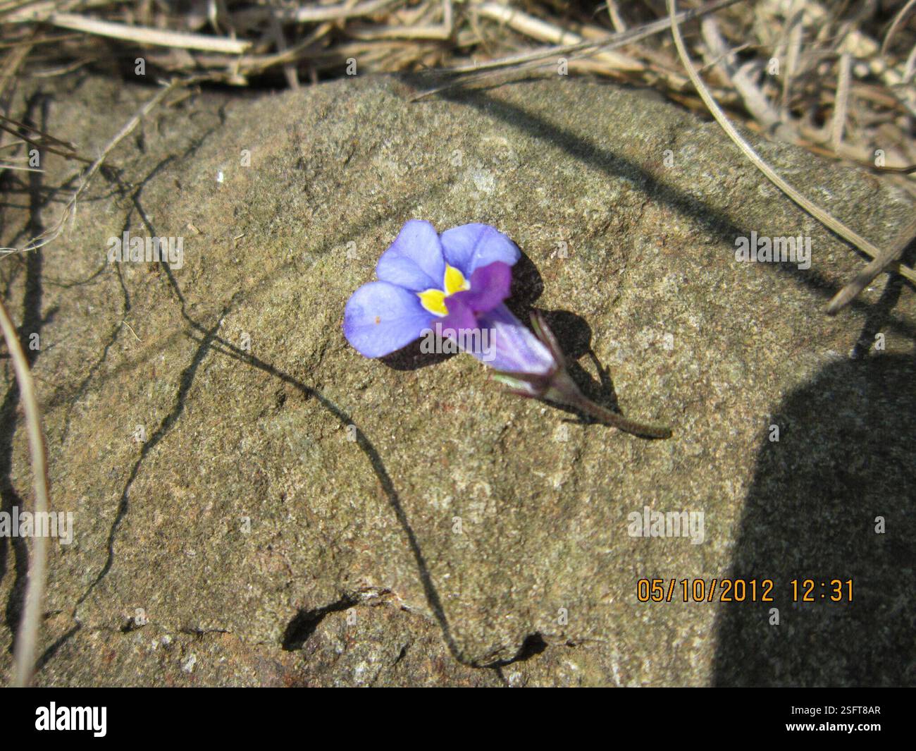 Brother Oneye (Monopsis decipiens), Plantae, uMgungundlovu District ...
