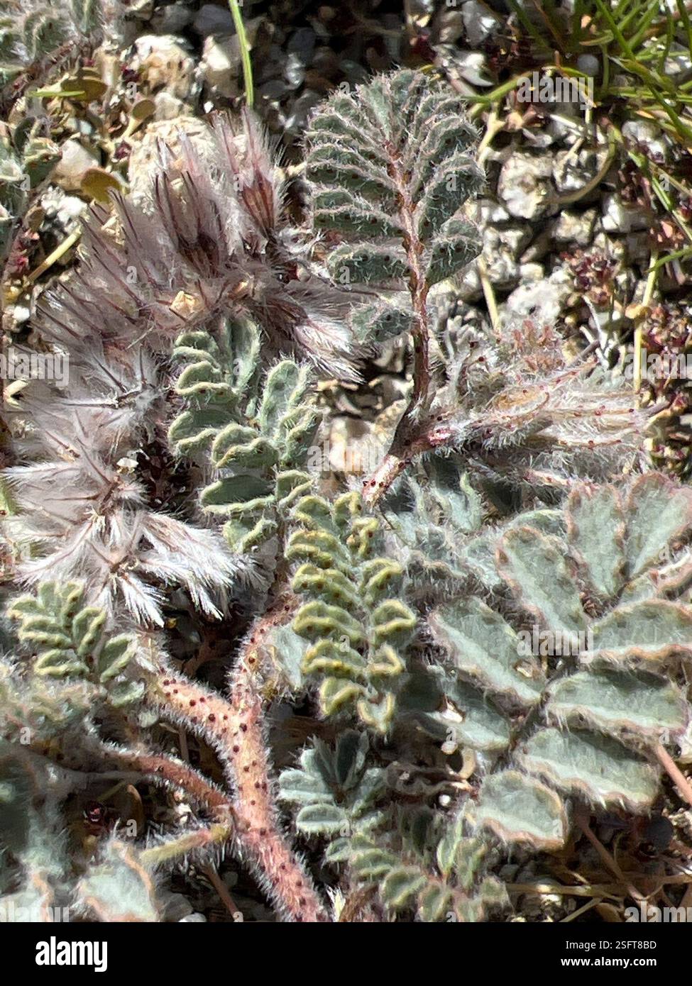 soft prairie clover (Dalea mollissima), Plantae, San Diego County, US ...
