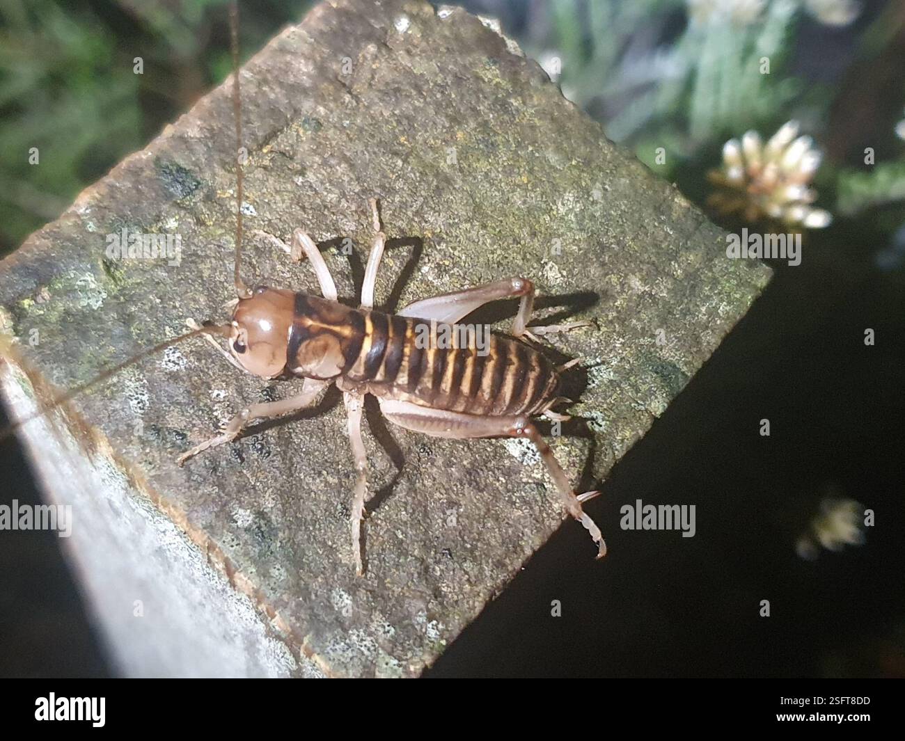 Wētā and King Crickets (Anostostomatidae), Insecta, Mākara, Wellington ...