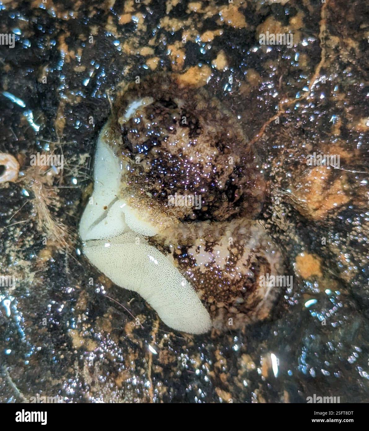 barnacle-eating dorid (Onchidoris bilamellata), Mollusca, Bowen Island ...
