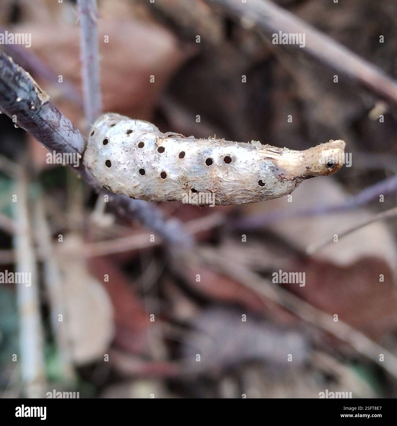 (Diastrophus rubi), Insecta, Kosanin dol, Pancharevo, Bulgaria, On ...