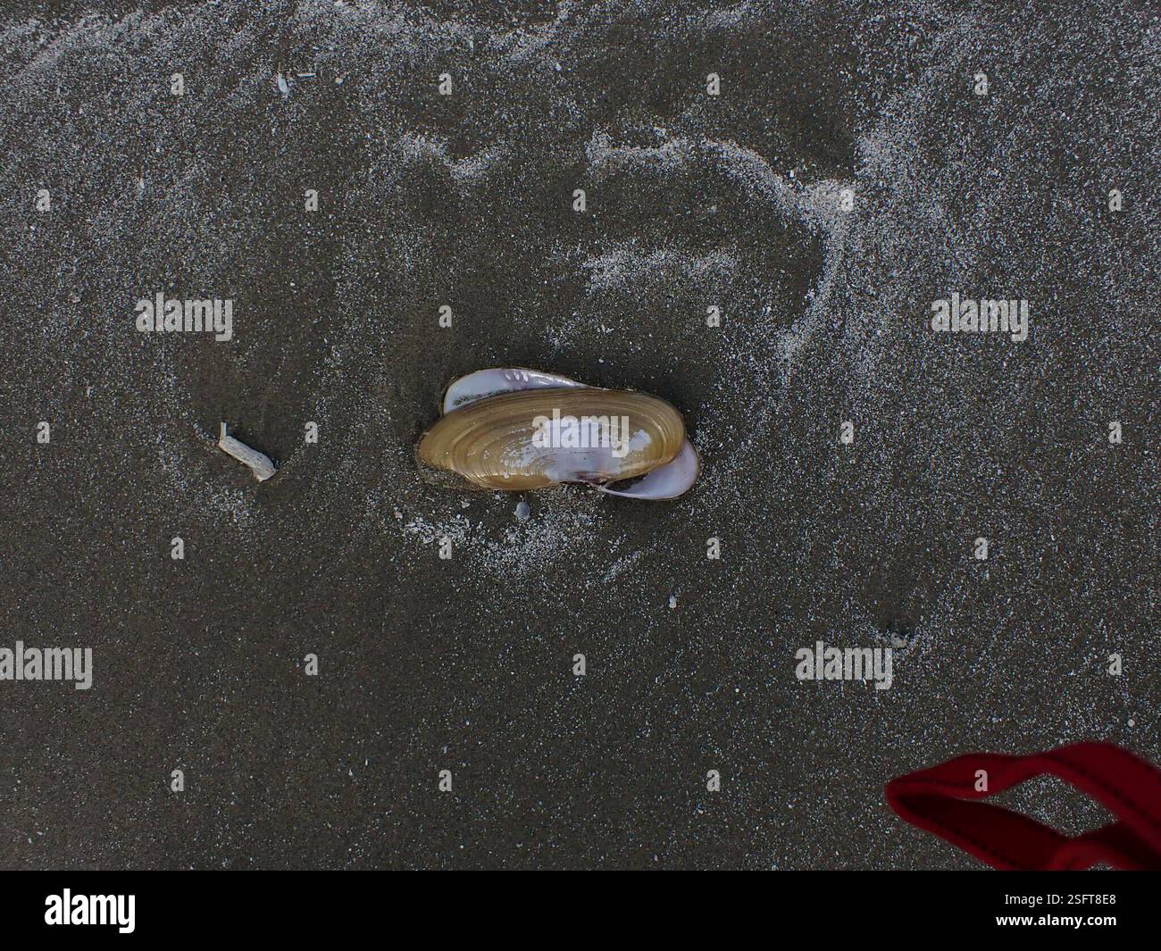 Pacific Razor Clam (Siliqua patula), Mollusca, Alberni-Clayoquot, BC ...