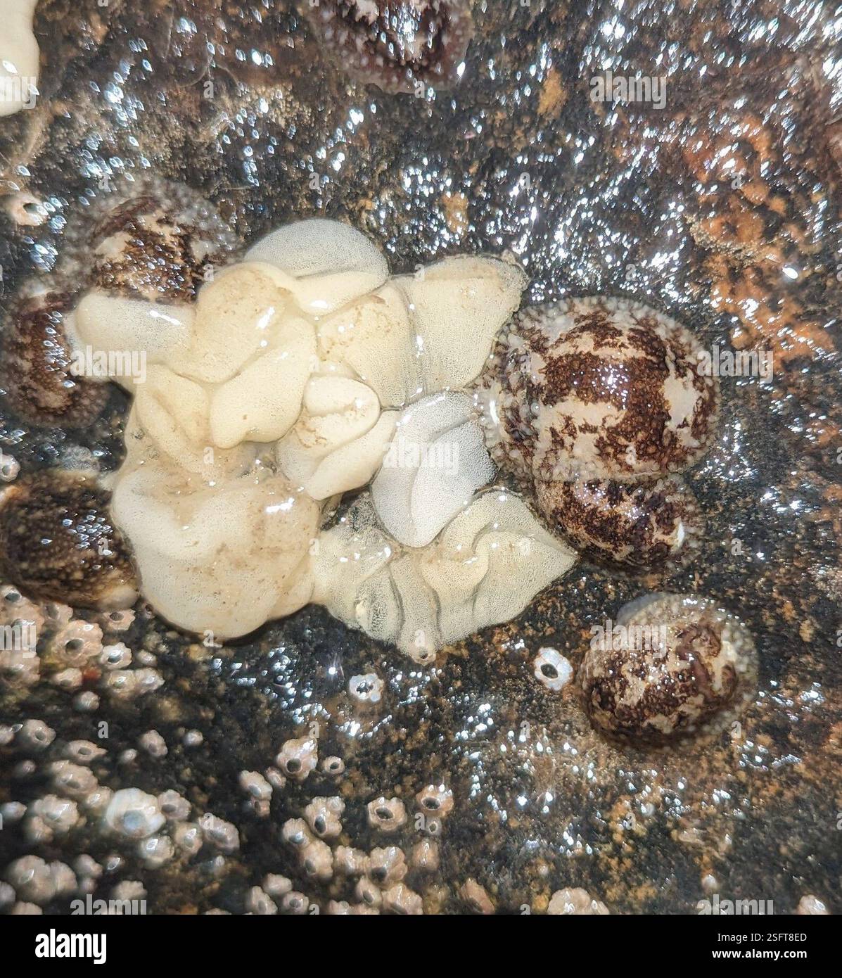 barnacle-eating dorid (Onchidoris bilamellata), Mollusca, Bowen Island ...