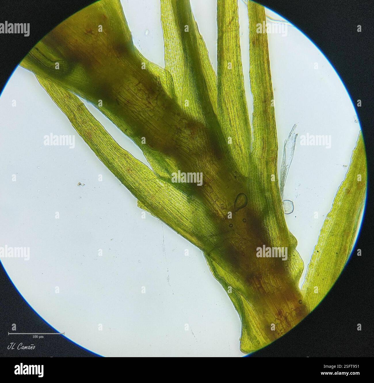 Curve-leaved Ditrichum (Ditrichum heteromallum), Plantae, Pontevedra ...