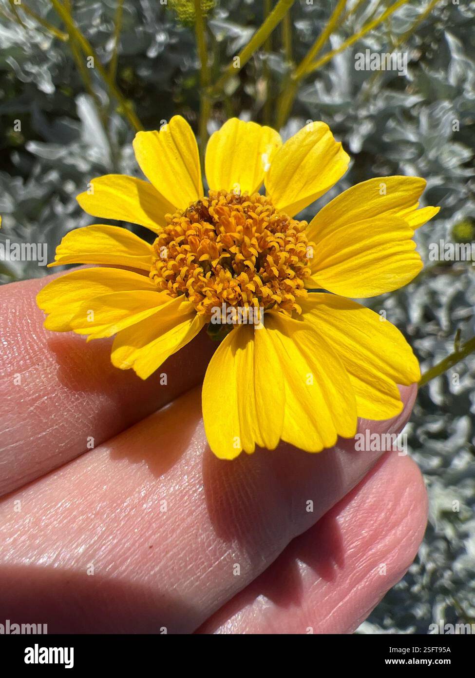 (Encelia farinosa farinosa), Plantae, Anza-Borrego Desert State Park ...