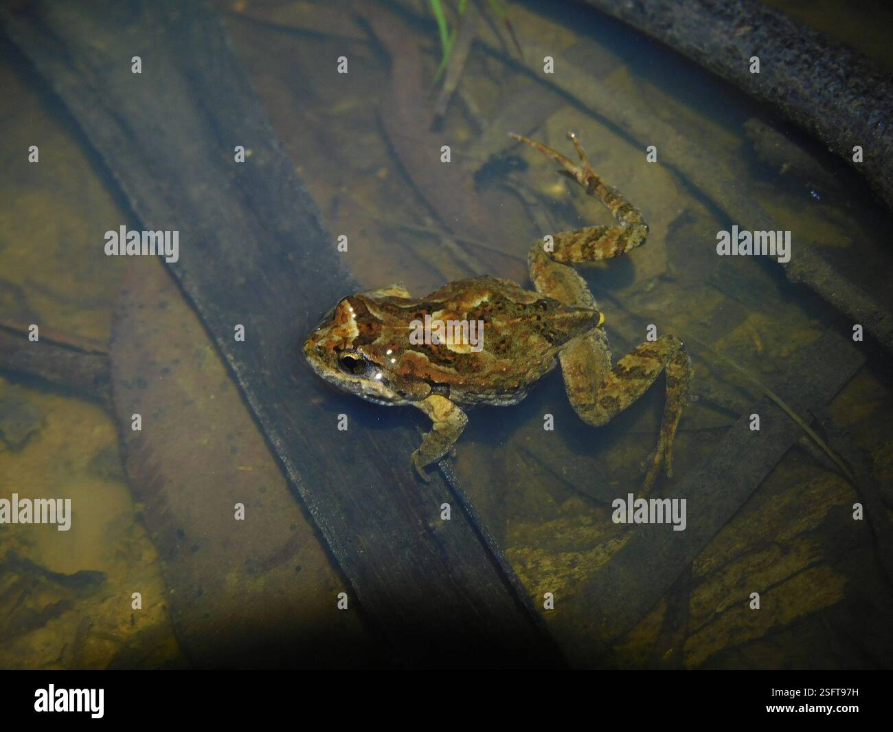 Common Eastern Froglet (Crinia signifera), Amphibia, Hobart TAS ...