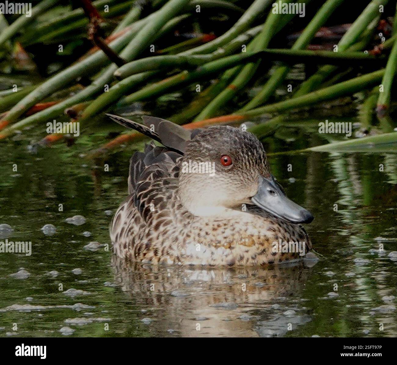Grey Teal (Anas gracilis), Aves, Croydon VIC 3136, Australia Stock ...
