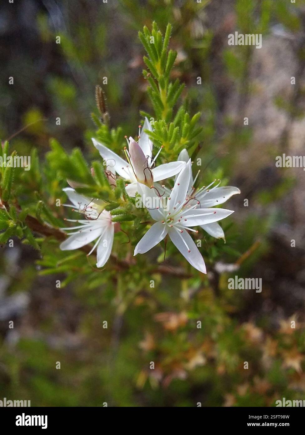 Fringe Myrtle (Calytrix tetragona), Plantae, Kuitpo SA 5201, Australia ...