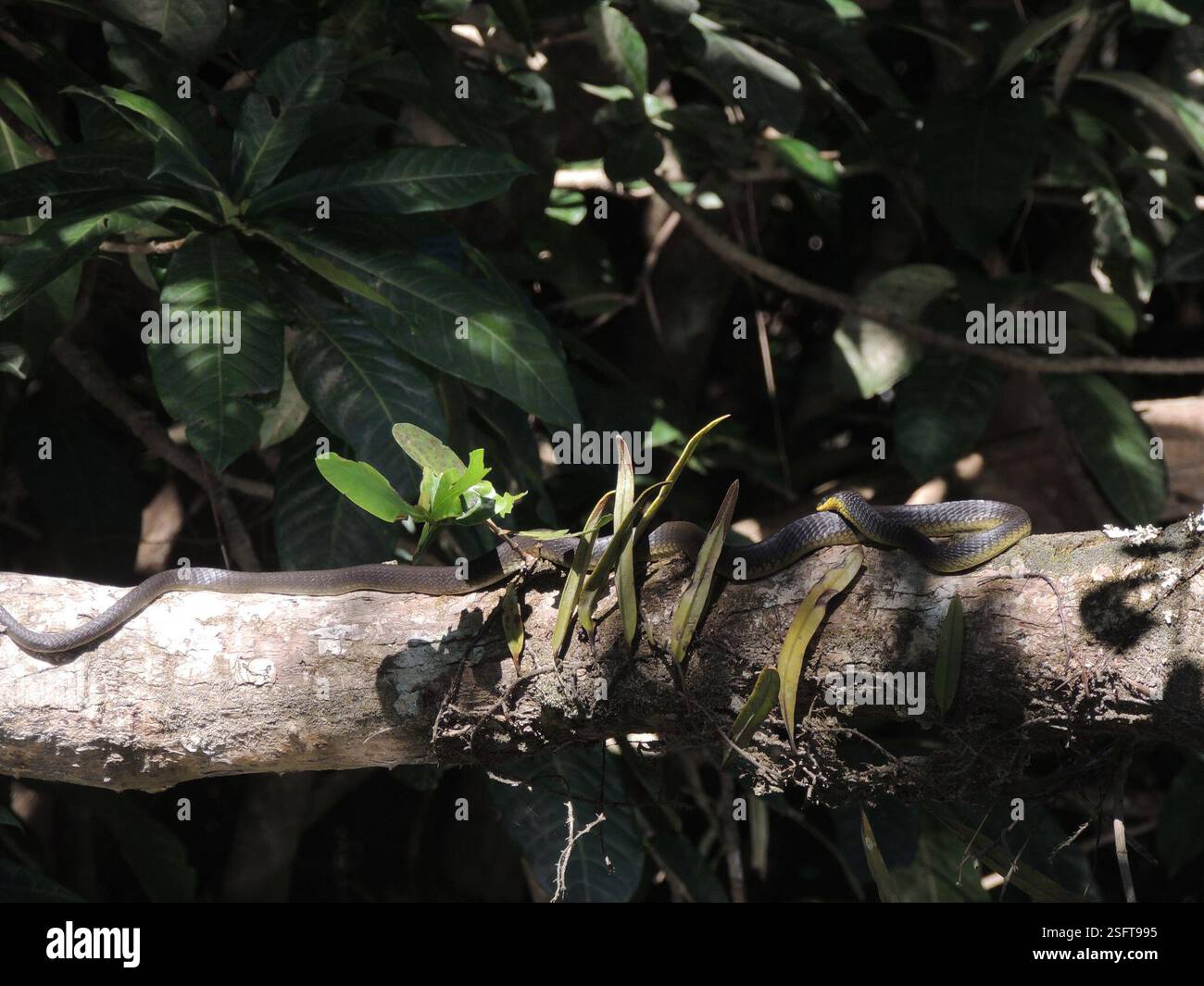 Common Tree Snake (Dendrelaphis punctulatus), Reptilia, Lower Daintree ...