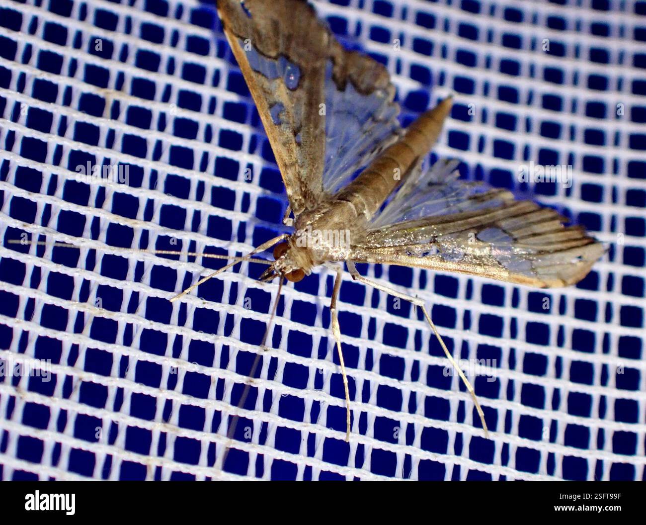 Mung Bean Moth (Maruca vitrata), Insecta, Santo Antão, Cape Verde, CV ...