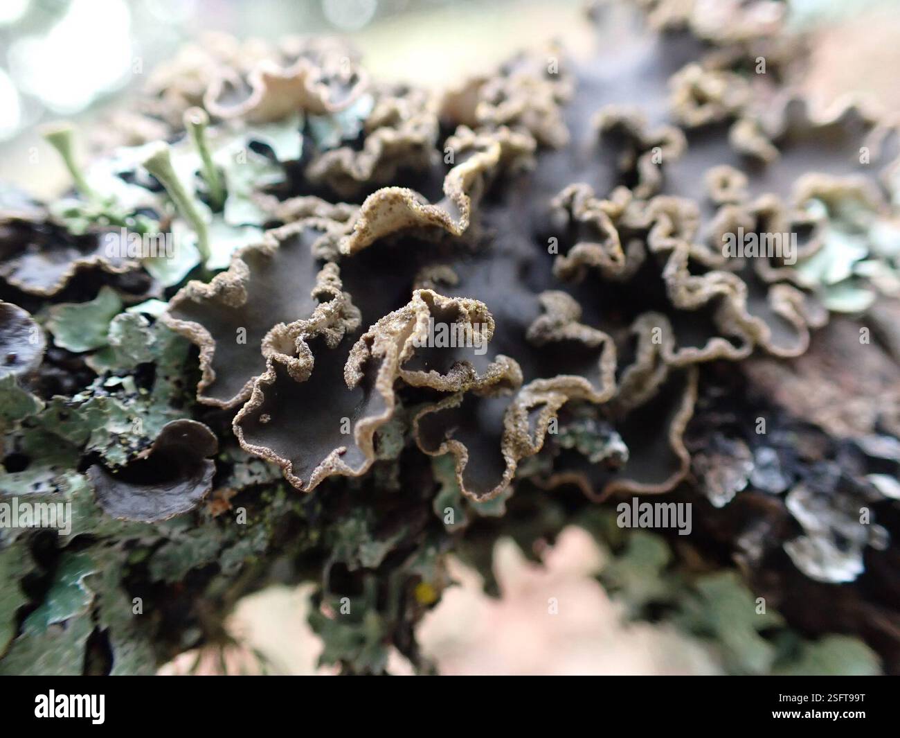 tree pelt lichen (Peltigera collina), Fungi, Colwood, BC, Canada Stock ...