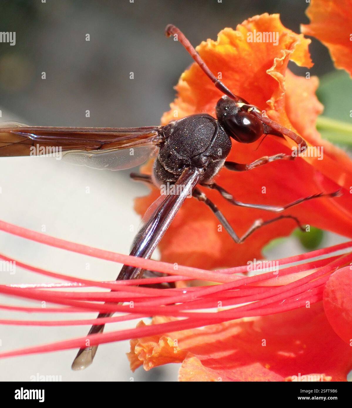 Black Mud Wasp (Delta emarginatum), Insecta, Santo Antão, Cape Verde ...