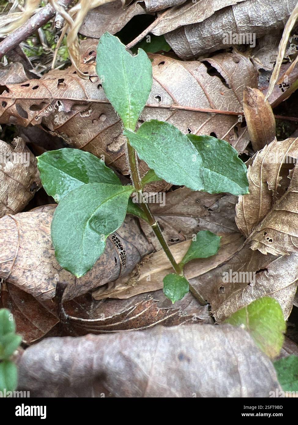 star chickweed (Stellaria pubera), Plantae, Orange County, US-NC, US ...
