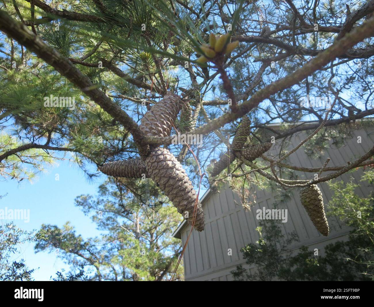 American hard pines (Trifoliae), Plantae, Windsor Forest, Savannah, GA ...