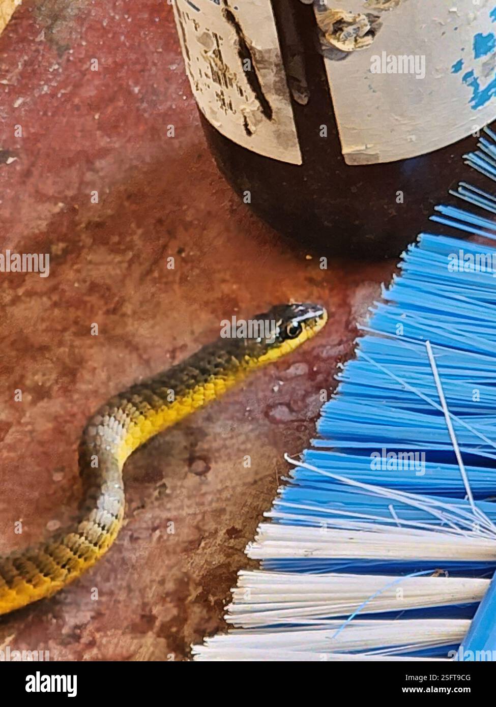 Common Tree Snake (Dendrelaphis punctulatus), Reptilia, Bouldercombe ...