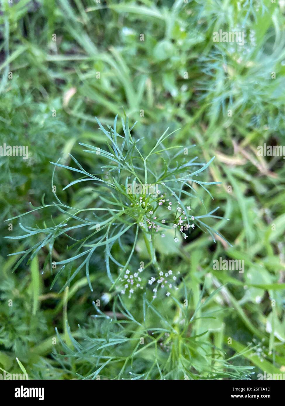Marsh parsley (Cyclospermum leptophyllum), Plantae, Los Angeles County ...