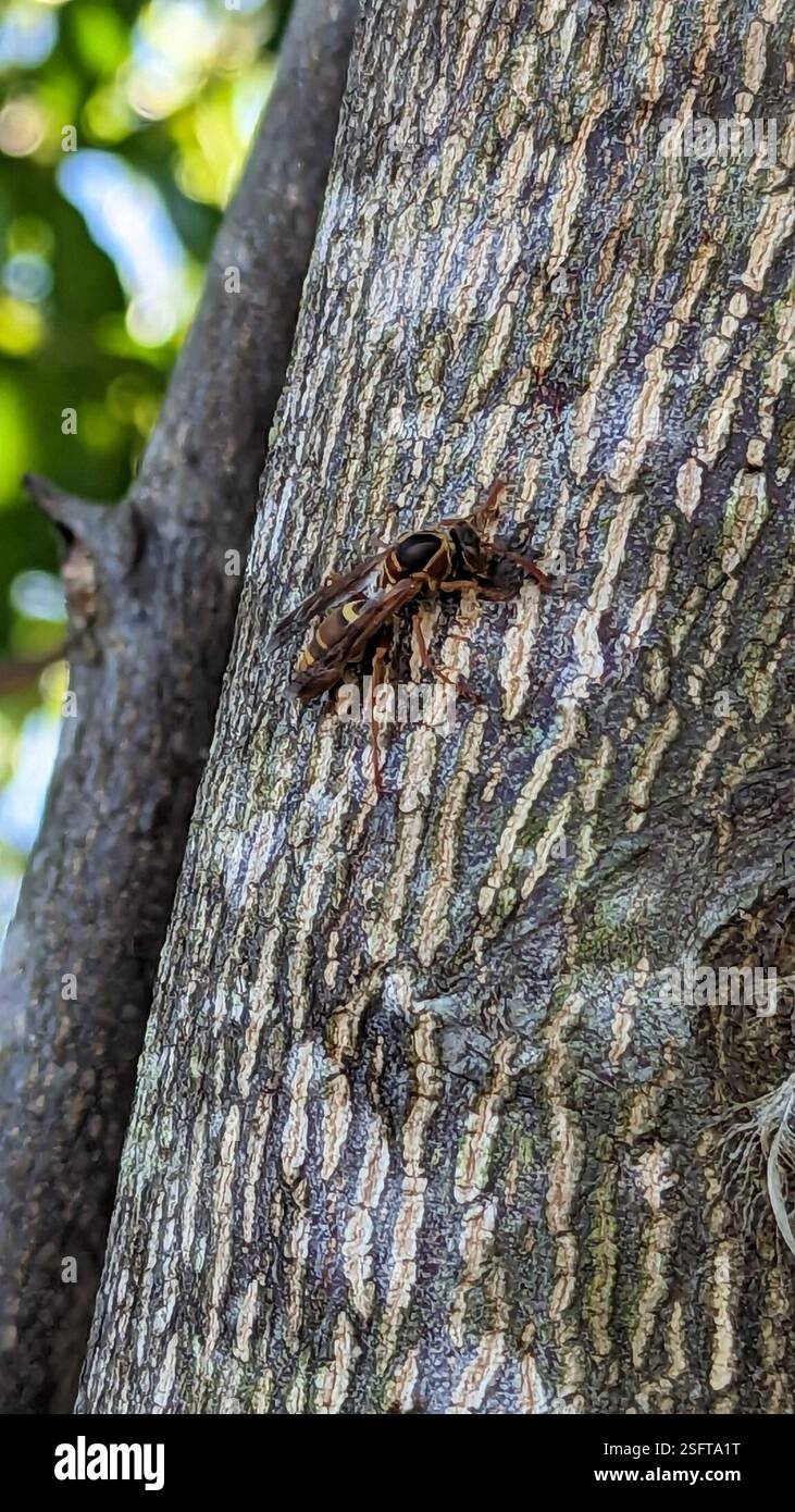 Paper Wasps (Polistinae), Insecta, Thornlands QLD 4164, Australia Stock ...