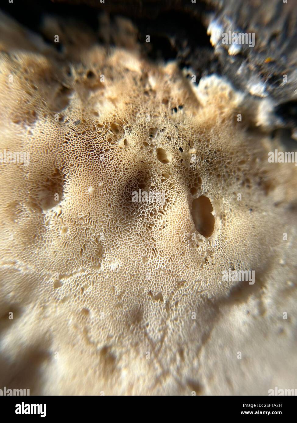 shelf fungi (Polyporales), Fungi, Morro Bay State Park, Morro Bay, CA ...