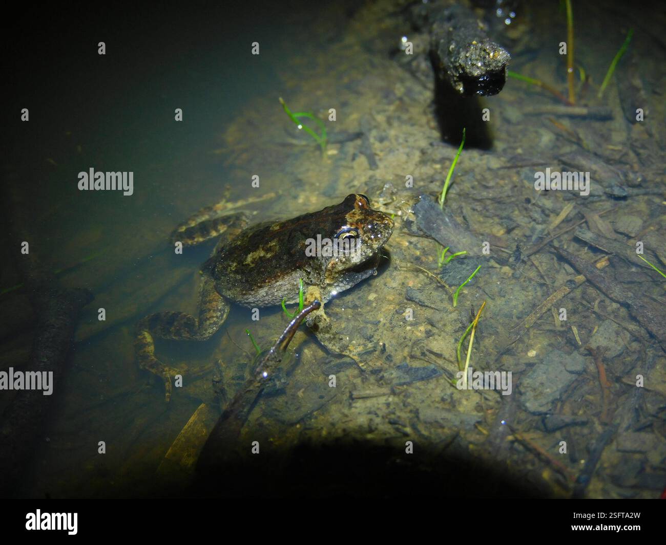 Common Eastern Froglet (Crinia signifera), Amphibia, Hobart TAS ...