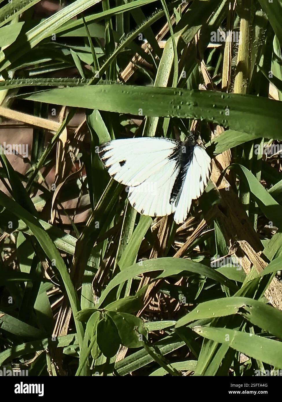 Margined White (Pieris marginalis), Insecta, Big Sur, CA 93920, USA ...