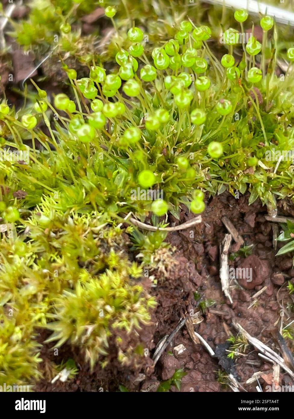 common bladder moss (Physcomitrium pyriforme), Plantae, Centaur Blvd SW ...