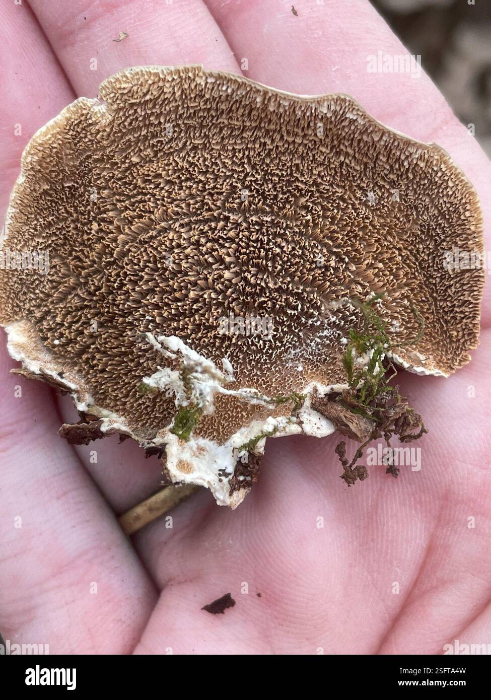 violet-toothed polypore (Trichaptum biforme), Fungi, Palisades Park ...