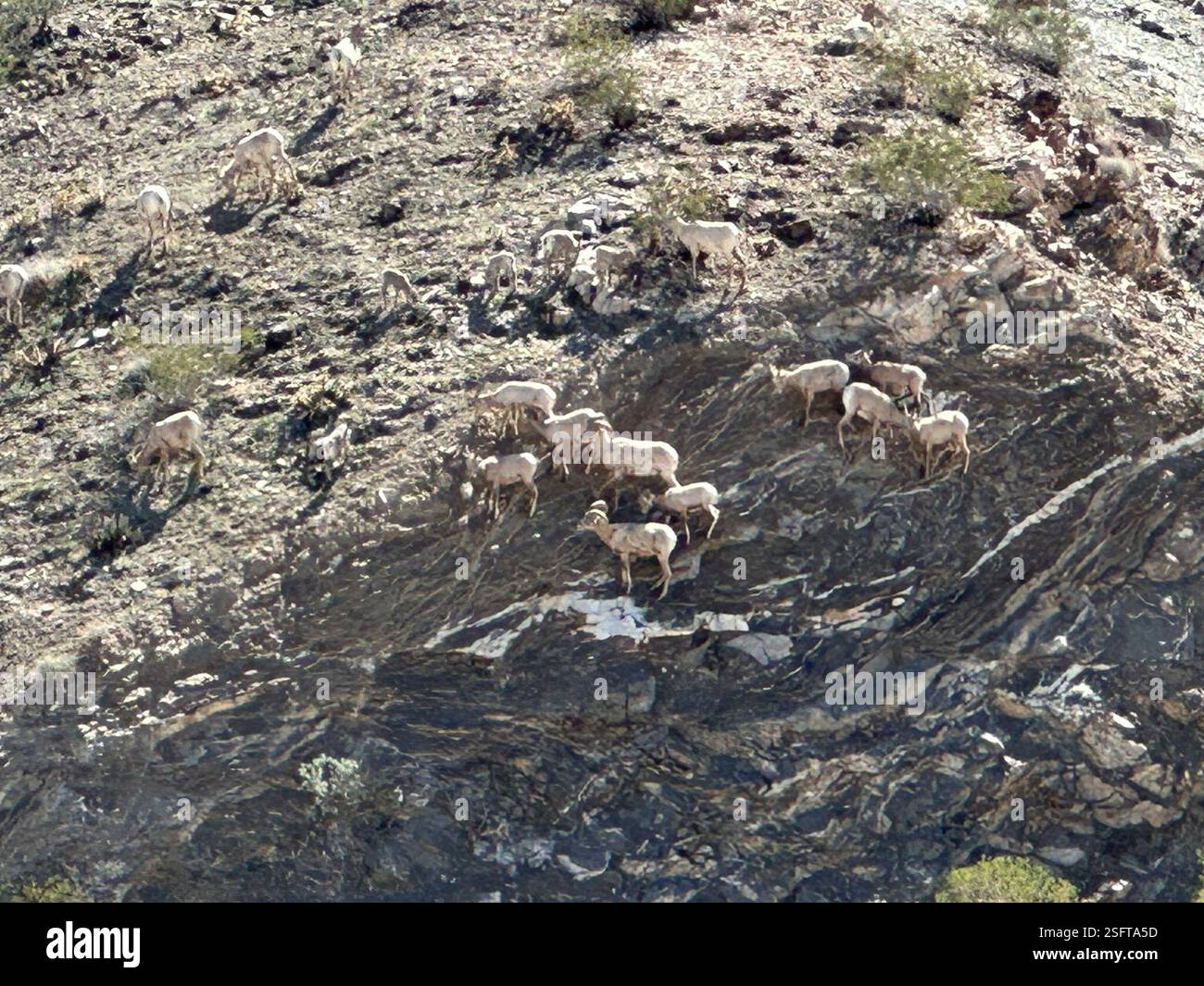 Desert Bighorn Sheep (Ovis canadensis nelsoni), Mammalia, Riverside ...