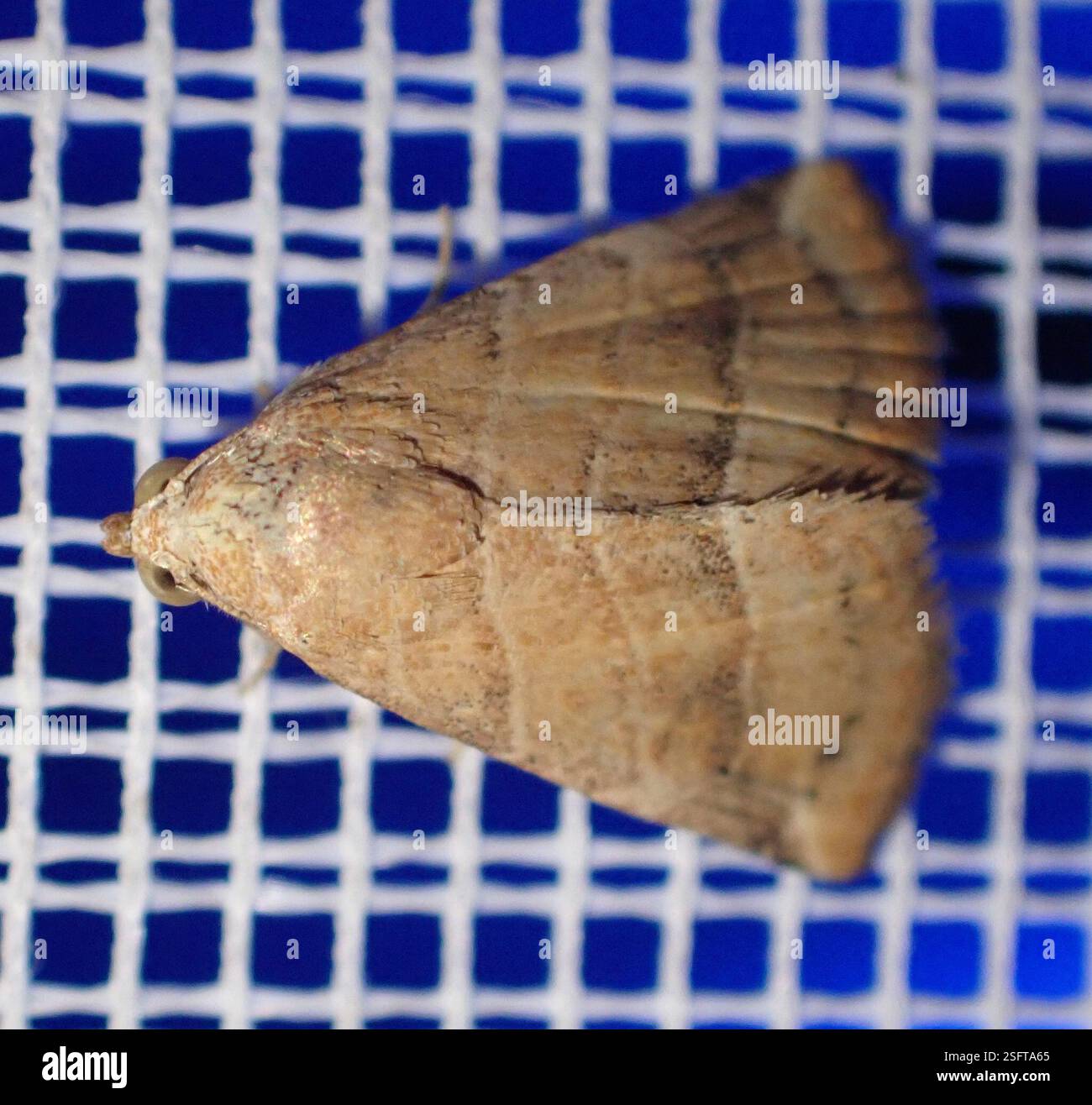 Owlet Moths and Allies (Noctuoidea), Insecta, Santo Antão, Cape Verde ...