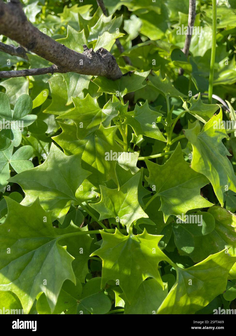 Cape-ivy (Delairea odorata), Plantae, Santa Cruz County, CA, USA Stock ...