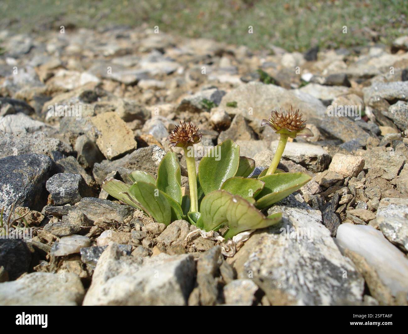 (Oxygraphis glacialis), Plantae, Провиденский р-н, Чукотский автономный ...
