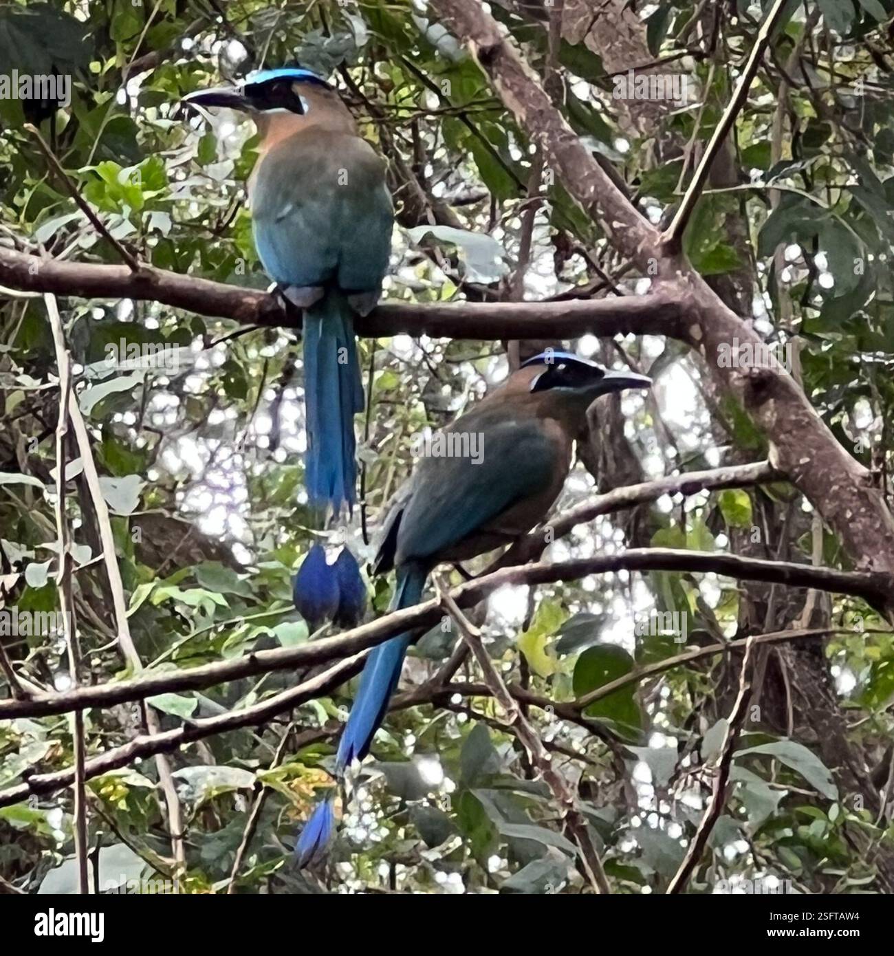 Lesson's Motmot (Momotus lessonii), Aves, Copan Ruinas, Copán, HN Stock ...