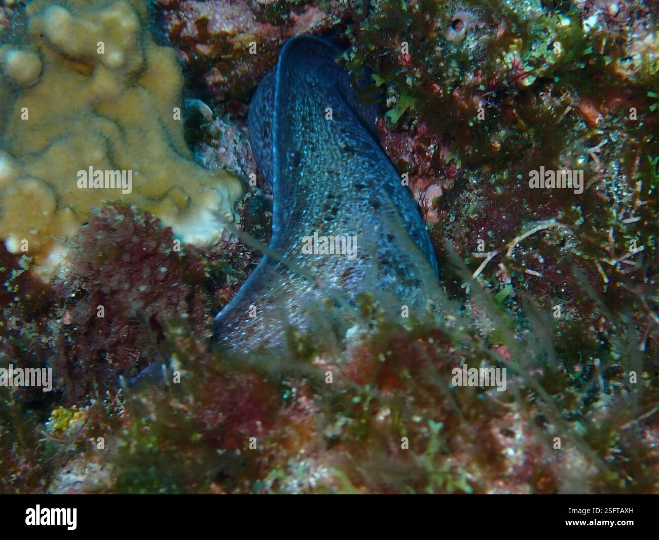 Typical Morays (Muraeninae), Actinopterygii, Baía Entre Picos, Cape ...