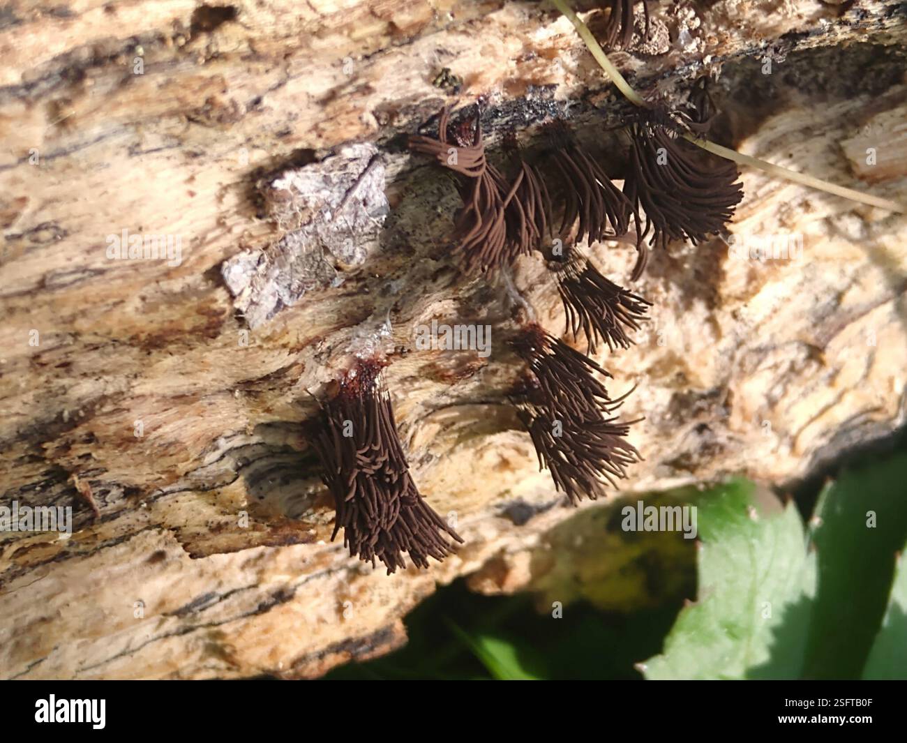 chocolate tube slime (Stemonitis splendens), Protozoa, Orleans County ...