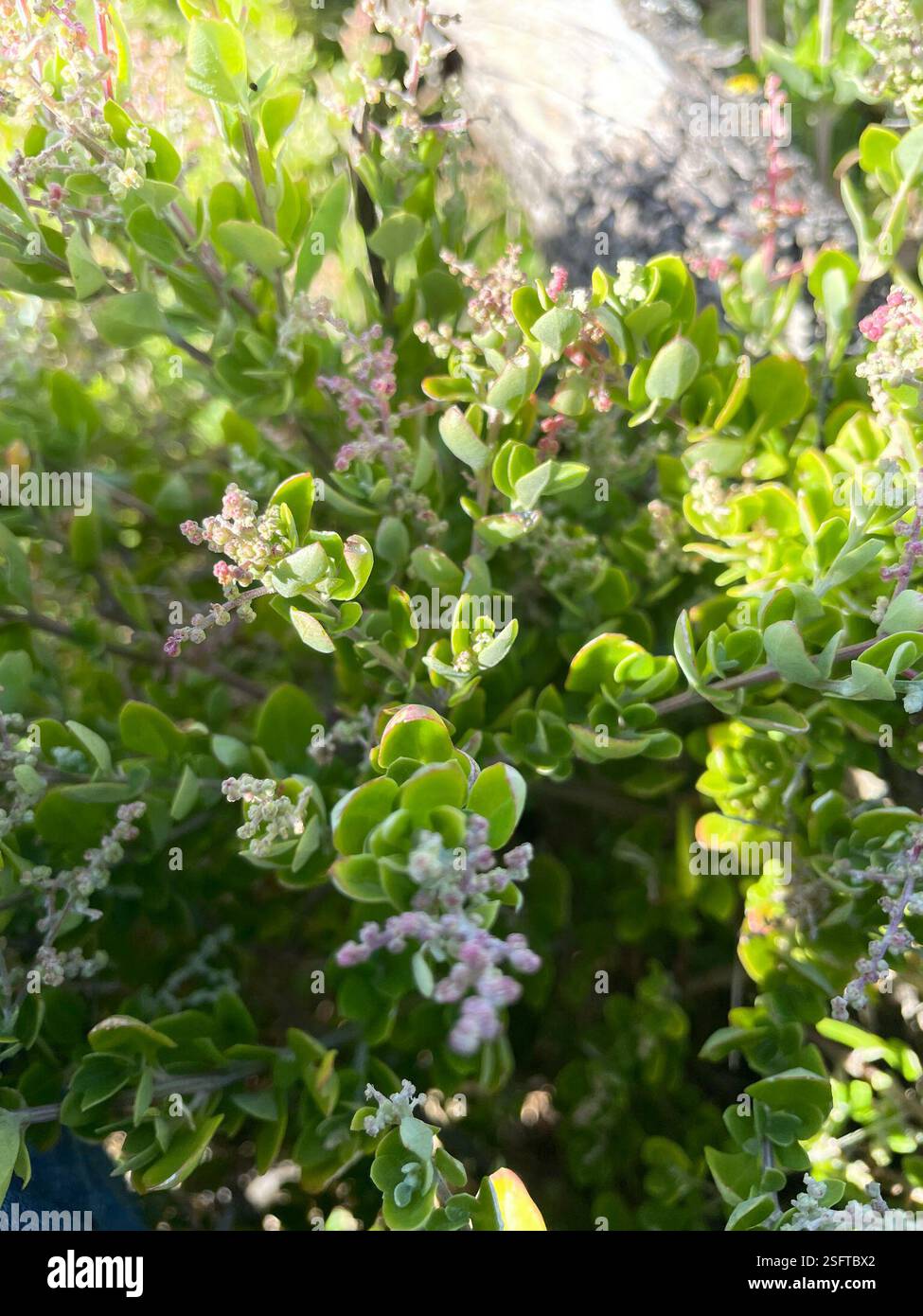 Seaberry Saltbush (Rhagodia candolleana), Plantae, Melbourne VIC ...