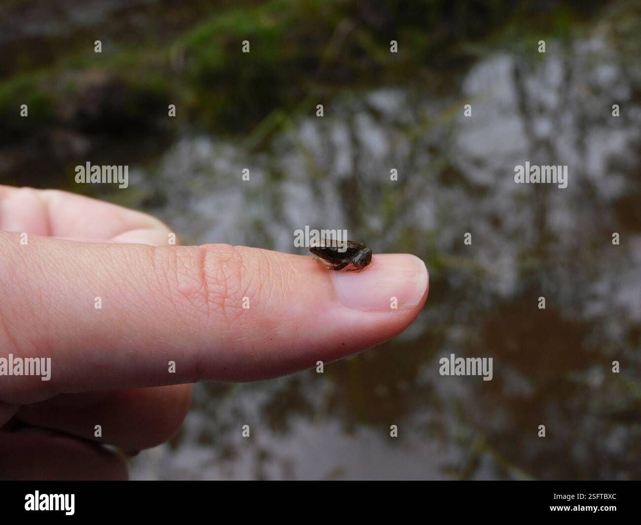 Common Eastern Froglet (Crinia signifera), Amphibia, Hobart TAS ...