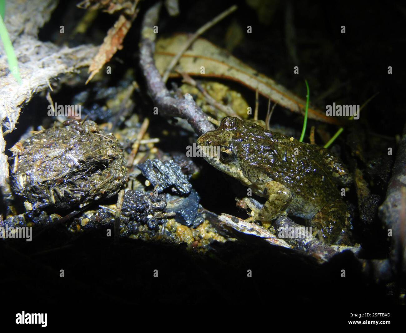 Common Eastern Froglet (Crinia signifera), Amphibia, Hobart TAS ...