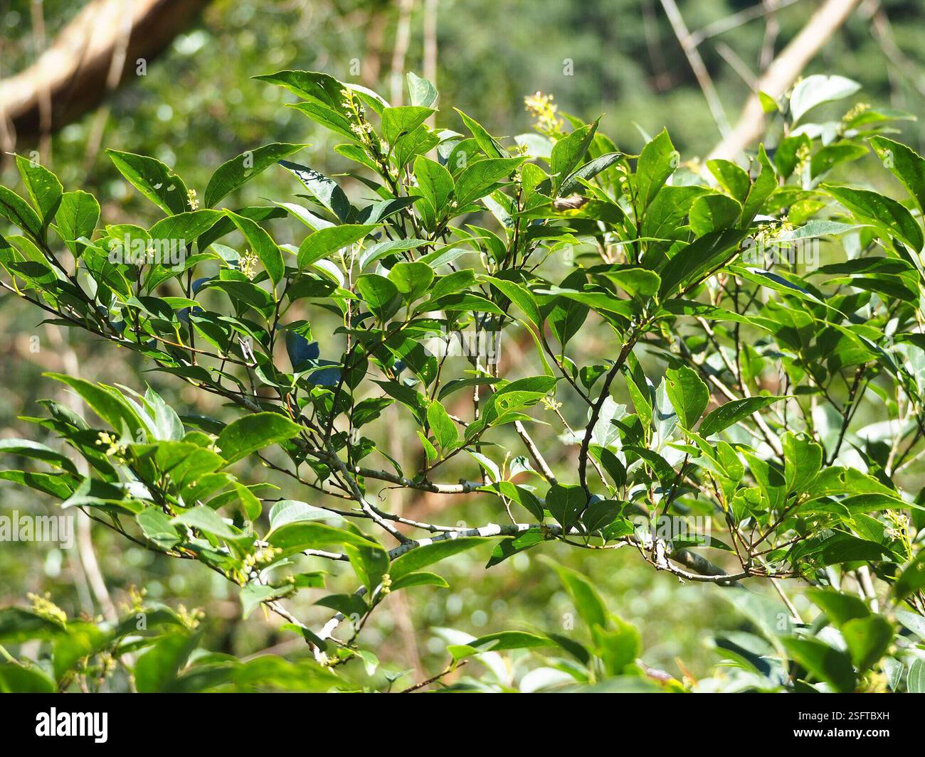 Nilgiri elm (Celtis tetrandra), Plantae, 台灣新北市 Stock Photo - Alamy