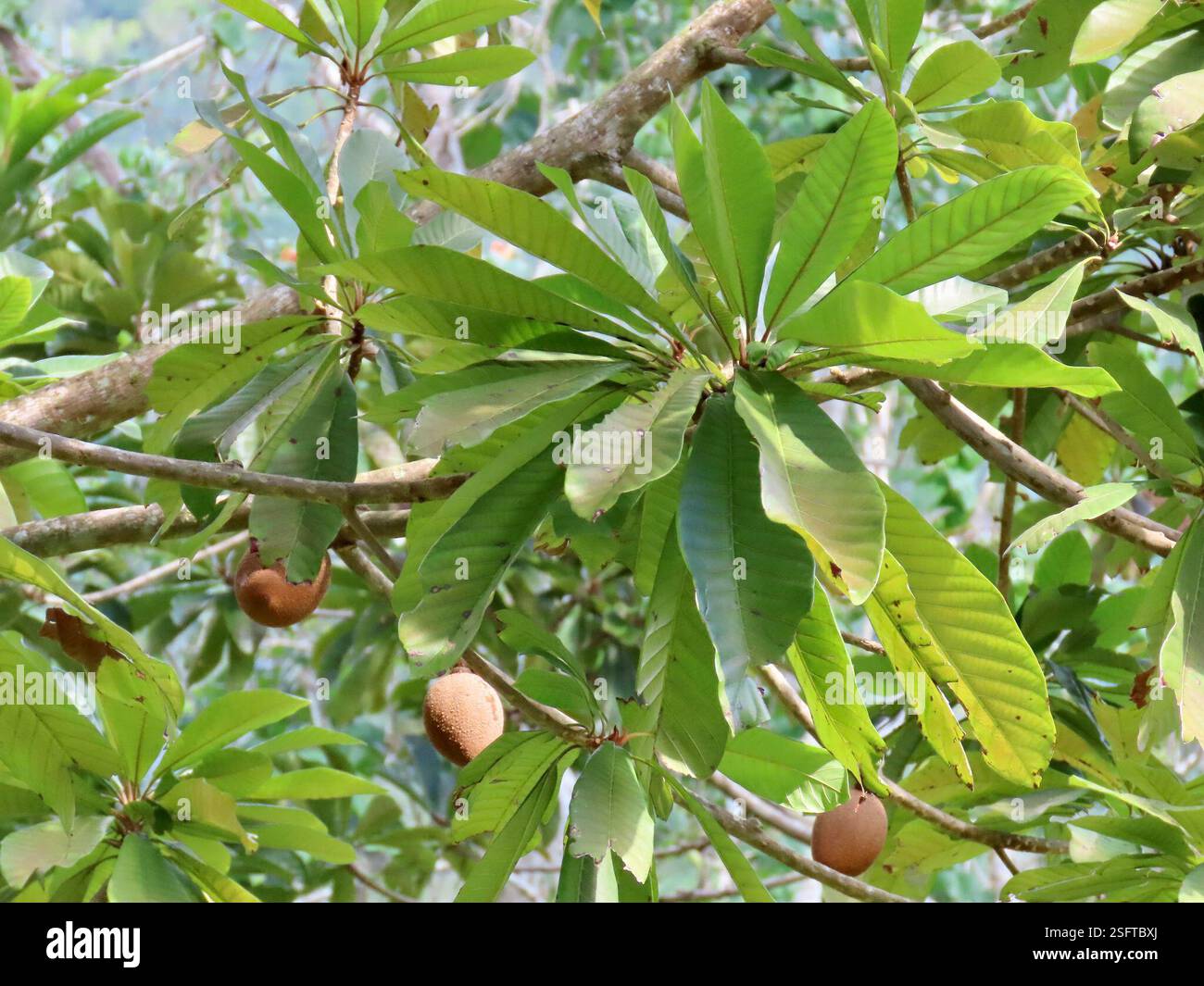 Mamey sapote (Pouteria sapota), Plantae, Pinar del Río, CU, Mamey Sapote (Pouteria sapota) is a ...