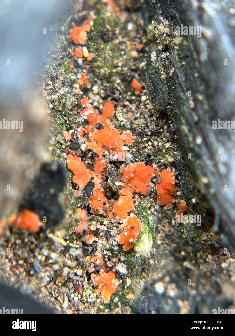(Pyronema omphalodes), Fungi, Montaña de Oro State Park, Los Osos, CA ...