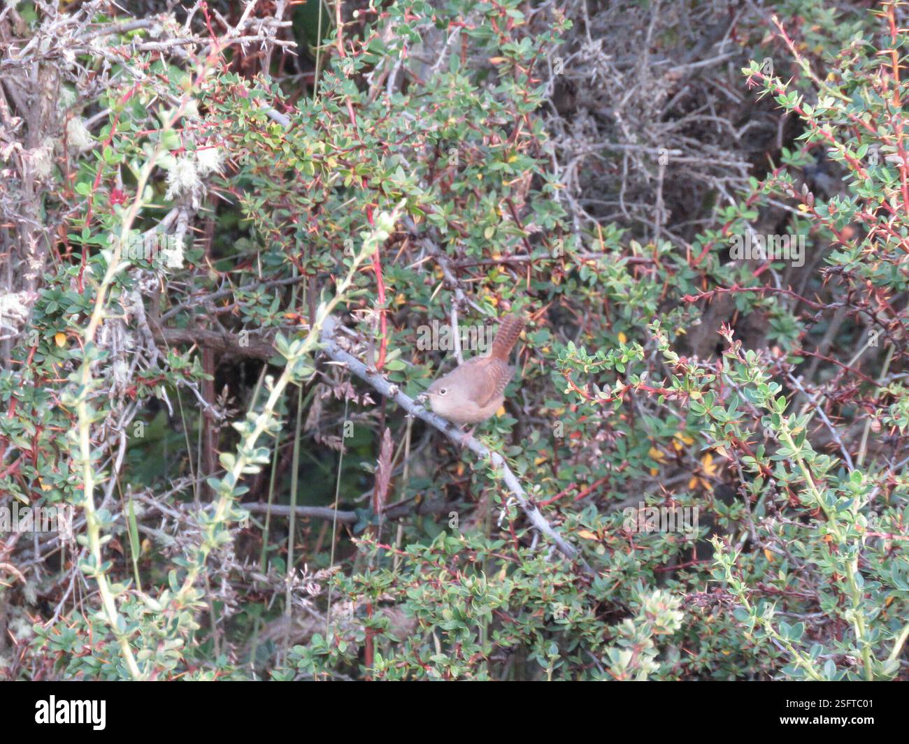 Southern House Wren (Troglodytes musculus), Aves, Ushuaia, Tierra del ...