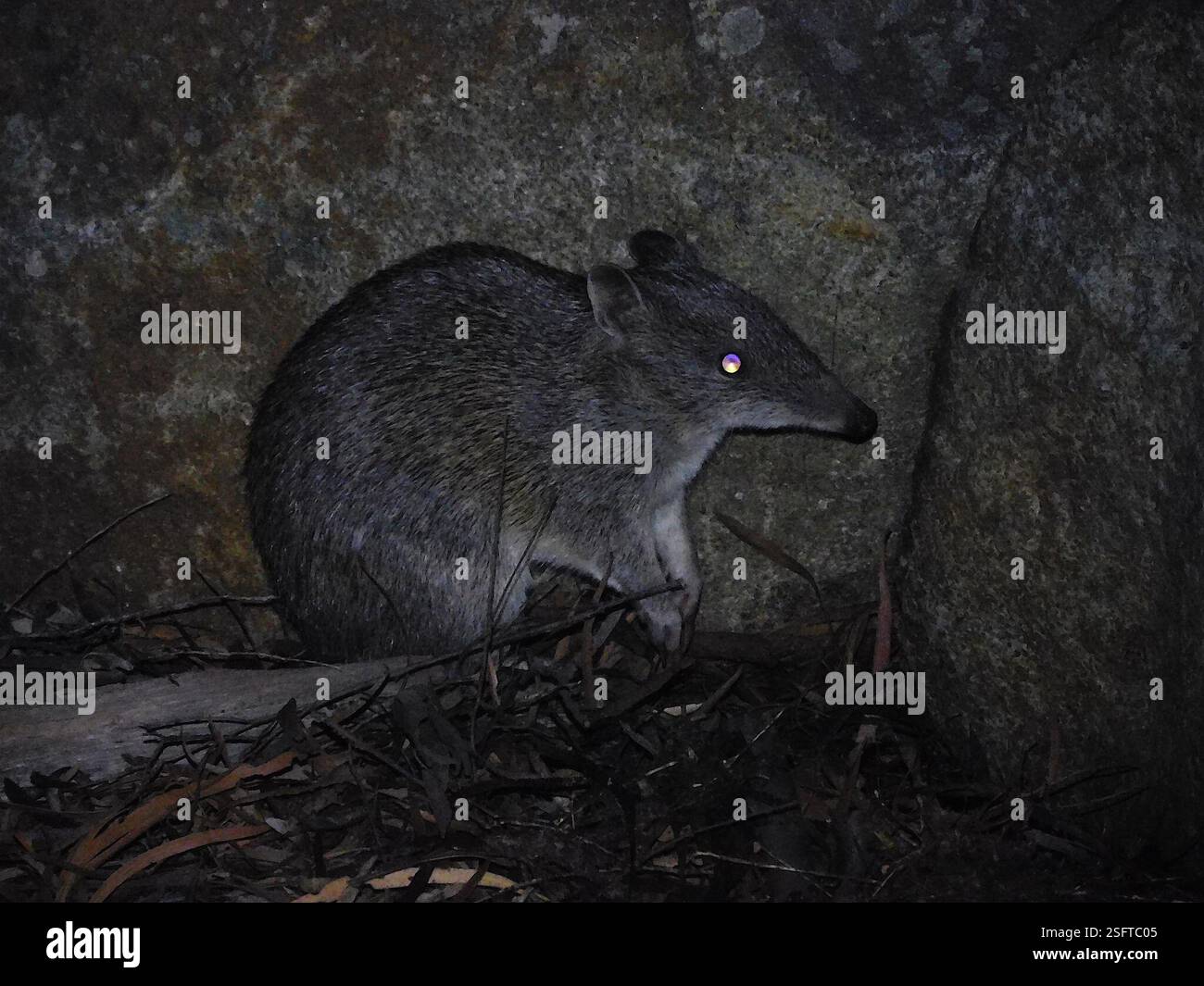 Southern Brown Bandicoot (Isoodon obesulus), Mammalia, Hobart TAS ...