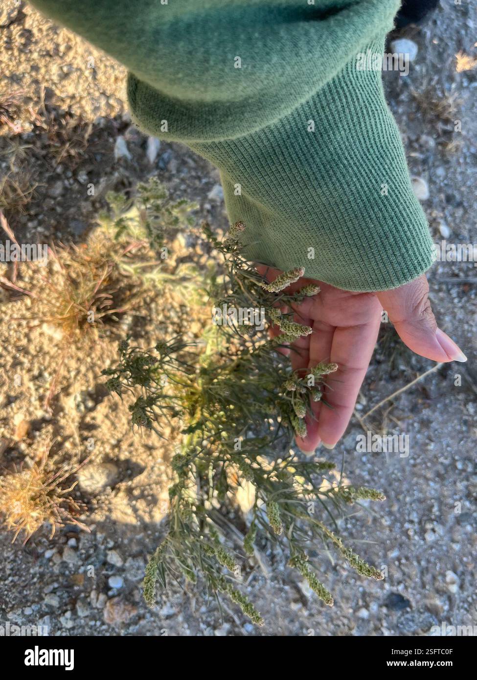 lineleaf whitepuff (Oligomeris linifolia), Plantae, Coronet Ave ...